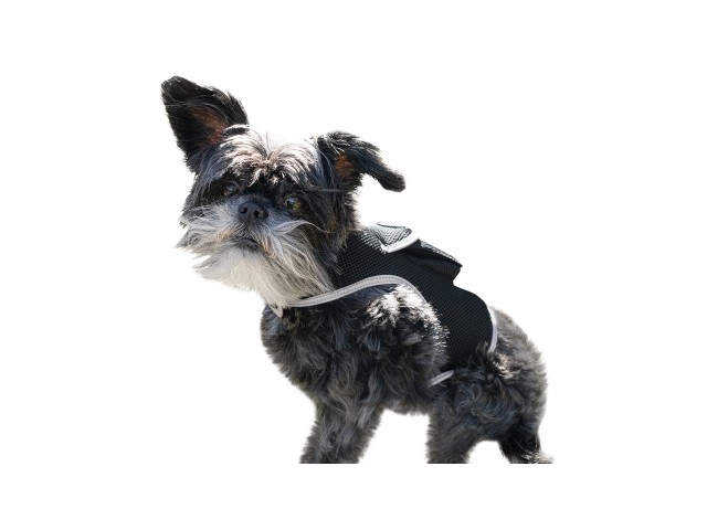 iTrackPET - GPS Pet Tracking Harness